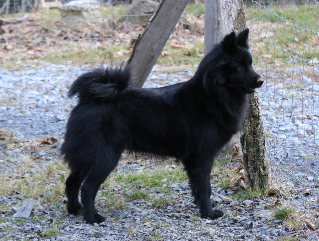 Laprenhund Kennel - Présentation - élevage de chien suédois de laponie ...